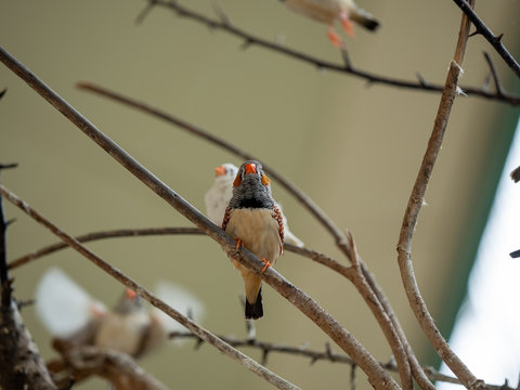 Otterrute Bilder – Durchsuchen 103 Archivfotos, Vektorgrafiken und ...