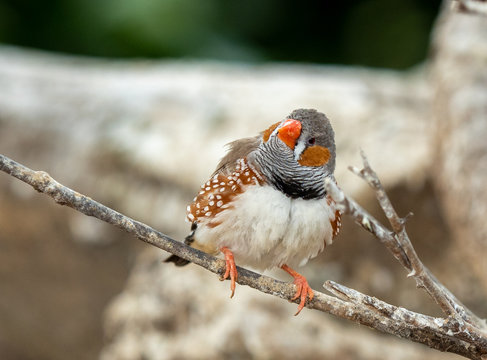 Otterrute Bilder – Durchsuchen 103 Archivfotos, Vektorgrafiken und ...