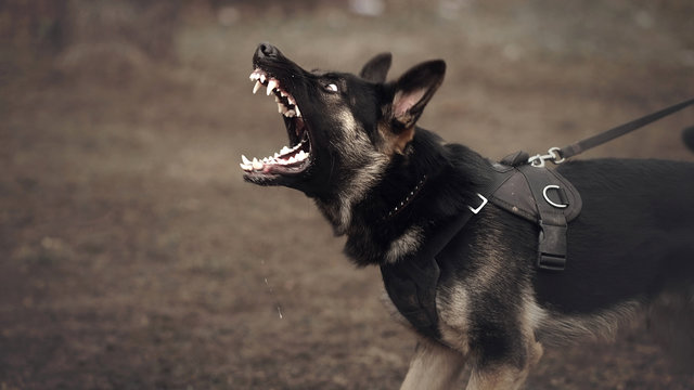 German Shepherd Metal Teeth