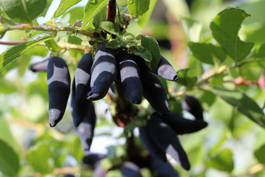 Kinnip bilder – Bläddra bland 3,220 stockfoton, vektorer och videor ...