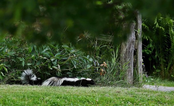 Mephitis Bilder – Durchsuchen 1,031 Archivfotos, Vektorgrafiken und ...