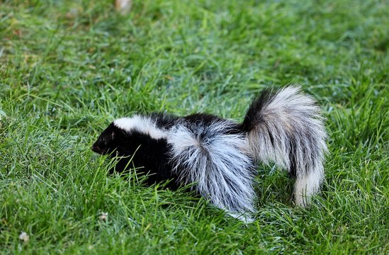 Mephitis Imagens – Procure 1,030 fotos, vetores e vídeos | Adobe Stock