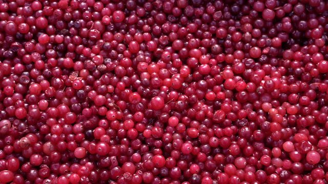 "Cranberry Background" Immagini - Sfoglia 383 foto, vettoriali e video ...