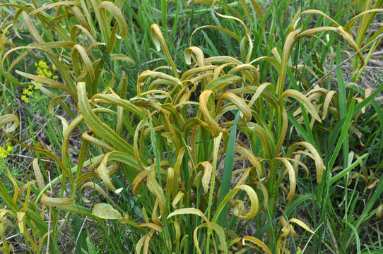 Prionia Bilder – Durchsuchen 168 Archivfotos, Vektorgrafiken und Videos ...