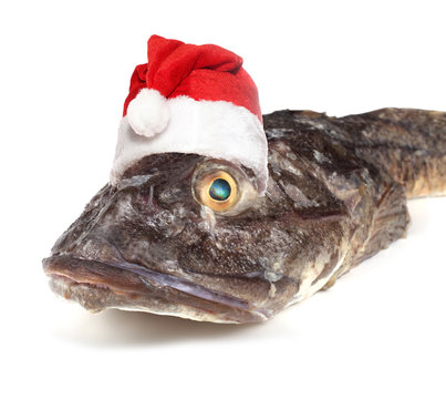 Bullfish bilder – Bläddra bland 21 stockfoton, vektorer och videor ...