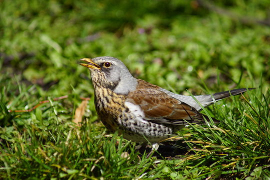 Drozd bilder – Bläddra bland 631 stockfoton, vektorer och videor ...
