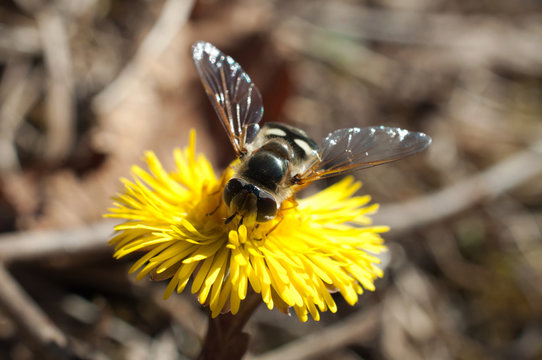 รูปภาพSirfide – เลือกดูภาพถ่ายสต็อก เวกเตอร์ และวิดีโอ141 | Adobe Stock