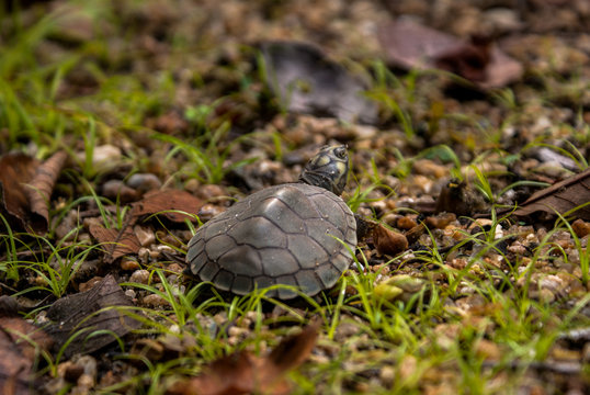 รูปภาพPodocnemis – เลือกดูภาพถ่ายสต็อก เวกเตอร์ และวิดีโอ319 | Adobe Stock