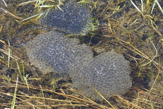 Froschlaich-Bilder: Stock-Fotos & -Videos. | Adobe Stock