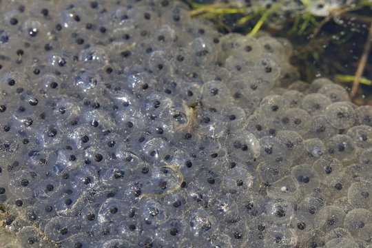 「Froschlaich」の画像 - 513 件の Stock 写真、ベクターおよびビデオ | Adobe Stock