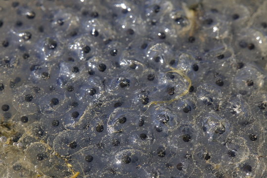 「Froschlaich」の画像 - 513 件の Stock 写真、ベクターおよびビデオ | Adobe Stock