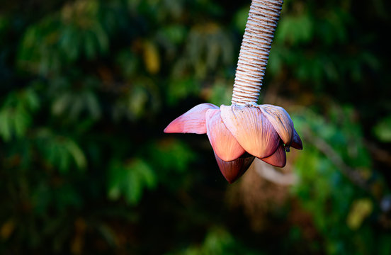 「Vazha」の写真素材 | 24件の無料イラスト画像 | Adobe Stock