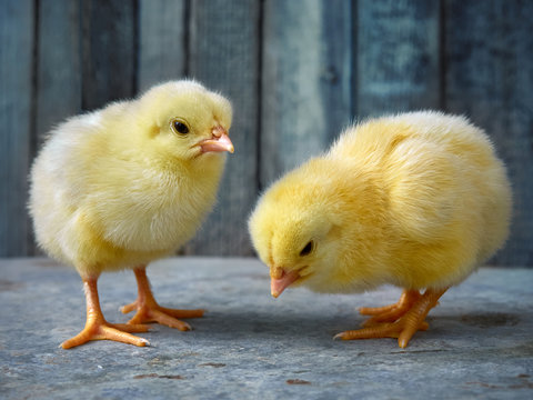 Cute Baby Chicks