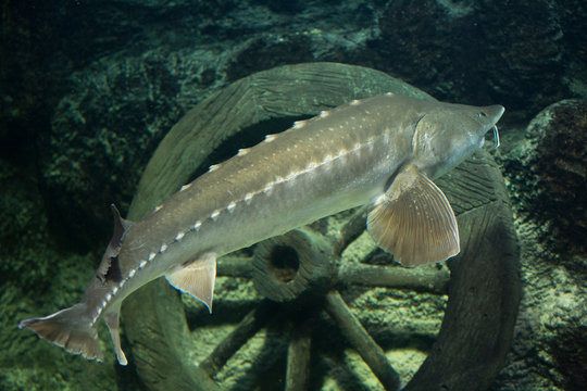 รูปภาพAcipenser – เลือกดูภาพถ่ายสต็อก เวกเตอร์ และวิดีโอ1,071 | Adobe Stock