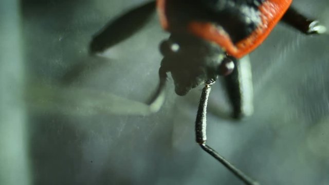 รูปภาพCimicidae – เลือกดูภาพถ่ายสต็อก เวกเตอร์ และวิดีโอ158 | Adobe Stock
