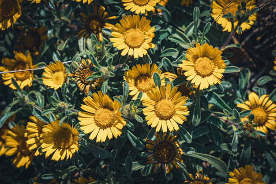 รูปภาพAsteriscus – เลือกดูภาพถ่ายสต็อก เวกเตอร์ และวิดีโอ175 | Adobe Stock