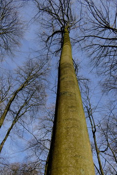 รูปภาพAffenbrotbaum – เลือกดูภาพถ่ายสต็อก เวกเตอร์ และวิดีโอ688 | Adobe ...