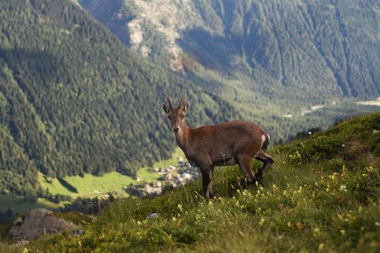 Imágenes de Choto: descubre bancos de fotos, ilustraciones, vectores y ...