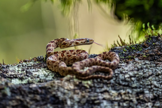 รูปภาพDaboia – เลือกดูภาพถ่ายสต็อก เวกเตอร์ และวิดีโอ114 | Adobe Stock