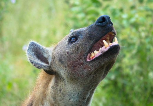 "Spotted Hyena" Bilder – Durchsuchen 13,676 Archivfotos, Vektorgrafiken ...