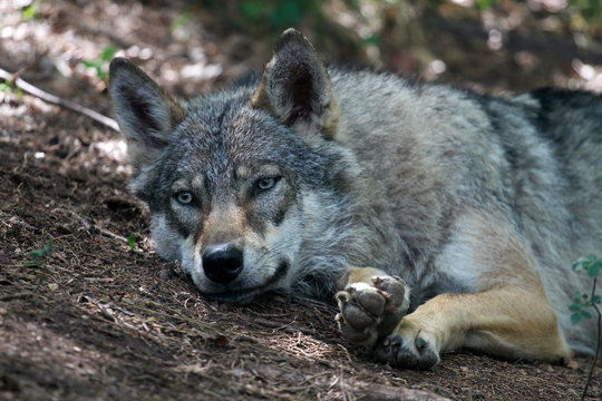 "Italian Wolf" Immagini - Sfoglia 893 foto, vettoriali e video Stock ...