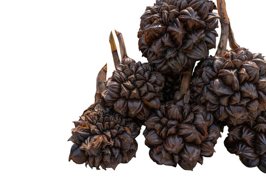 "Nipa Palm" Images – Browse 1,245 Stock Photos, Vectors, and Video ...