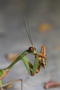 Praying Mantis Eating Mate Gif