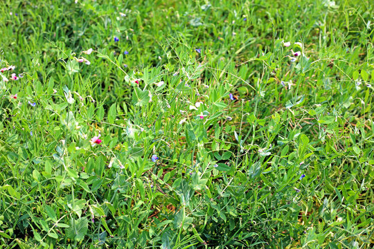 "Pea Field" Images – Browse 149 Stock Photos, Vectors, and Video ...