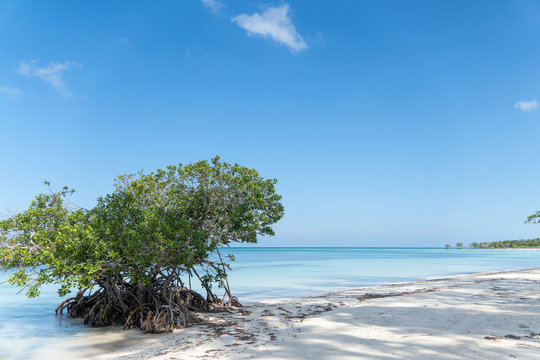 Jutia Images – Browse 33 Stock Photos, Vectors, and Video | Adobe Stock