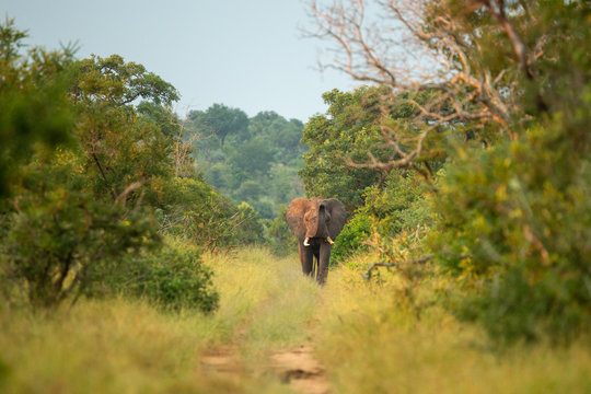 รูปภาพBushveld – เลือกดูภาพถ่ายสต็อก เวกเตอร์ และวิดีโอ12,634 | Adobe Stock
