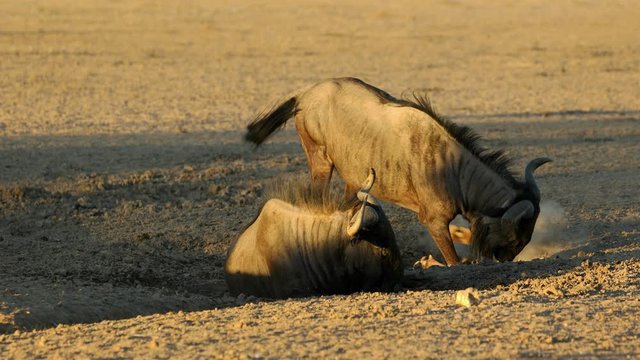 Gnus Bilder – Durchsuchen 50,908 Archivfotos, Vektorgrafiken und Videos ...