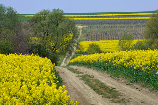 Imágenes de Rapsfelder: descubre bancos de fotos, ilustraciones ...