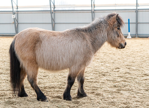 Ponny 이미지 – 찾아보기 944 스톡 사진, 벡터 및 비디오 | Adobe Stock