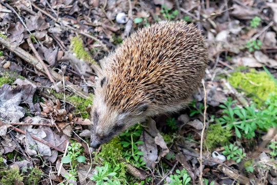"Prickly Animal" Images – Browse 44 Stock Photos, Vectors, and Video ...