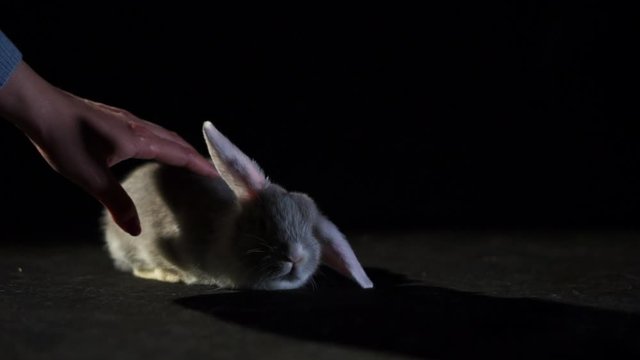 "Mini Lop"-Bilder: Stock-Fotos & -Videos. | Adobe Stock