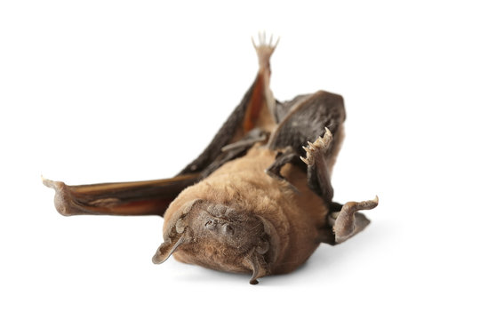 "Dead Bat" Images – Browse 88 Stock Photos, Vectors, and Video | Adobe ...