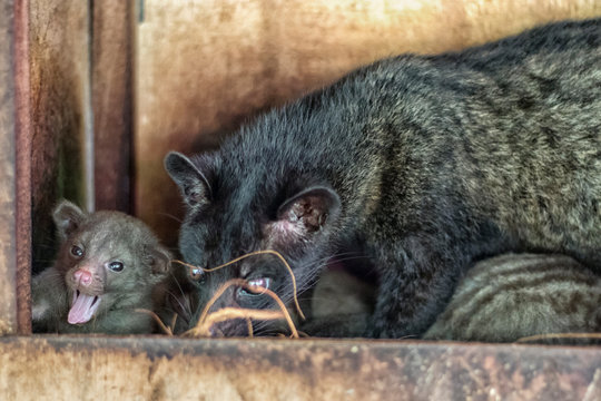 「Musang」の画像 - 1,045 件の Stock 写真、ベクターおよびビデオ | Adobe Stock
