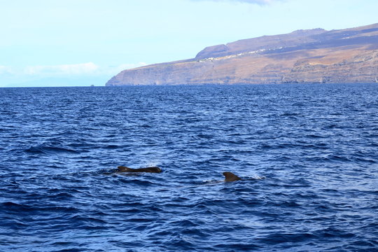 Pilotwal Bilder – Durchsuchen 2,076 Archivfotos, Vektorgrafiken und ...