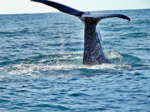 Potwal Images – Browse 28 Stock Photos, Vectors, and Video | Adobe Stock