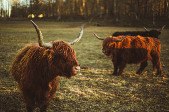 รูปภาพ"Scottish Cattle" – เลือกดูภาพถ่ายสต็อก เวกเตอร์ และวิดีโอ358 ...