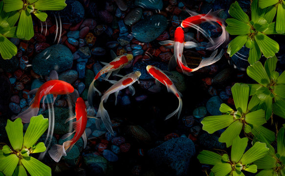 Free Fish Images – Browse 11,323 Free Stock Photos, Vectors, and Video ...