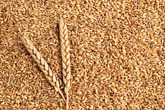 "Seed Background" Images – Browse 284 Stock Photos, Vectors, and Video ...