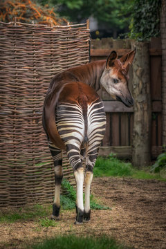 รูปภาพOkapi – เลือกดูภาพถ่ายสต็อก เวกเตอร์ และวิดีโอ1,678 | Adobe Stock