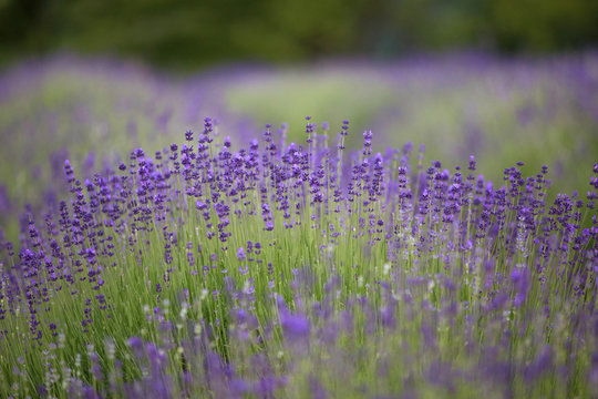 Lilla Bilder – Durchsuchen 6,137 Archivfotos, Vektorgrafiken und Videos ...