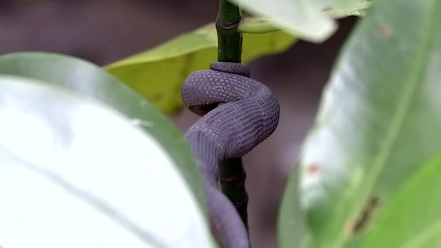 "Shore Pit Viper" Images – Browse 720 Stock Photos, Vectors, and Video ...