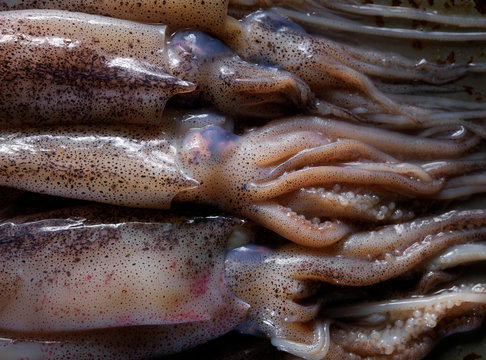 Calamares 이미지 – 찾아보기 60,188 스톡 사진, 벡터 및 비디오 | Adobe Stock