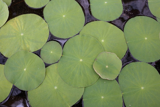 Lily Pad Top View Images – Browse 666 Stock Photos, Vectors, and Video ...