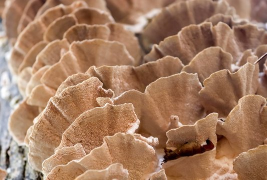 รูปภาพPhellinus – เลือกดูภาพถ่ายสต็อก เวกเตอร์ และวิดีโอ305 | Adobe Stock