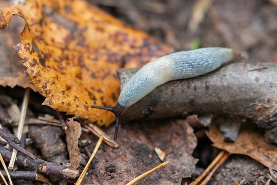 14,870 BEST Shell-Less IMAGES, STOCK PHOTOS & VECTORS | Adobe Stock