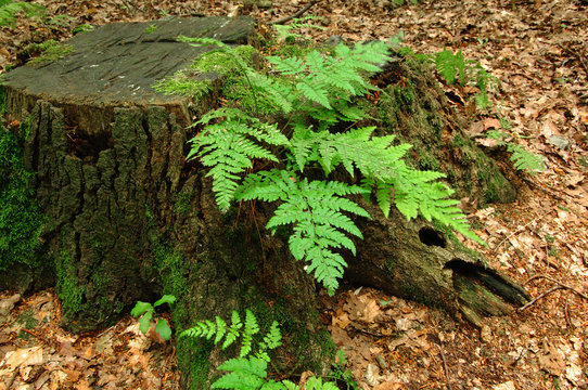 Fahn Images – Browse 69 Stock Photos, Vectors, and Video | Adobe Stock